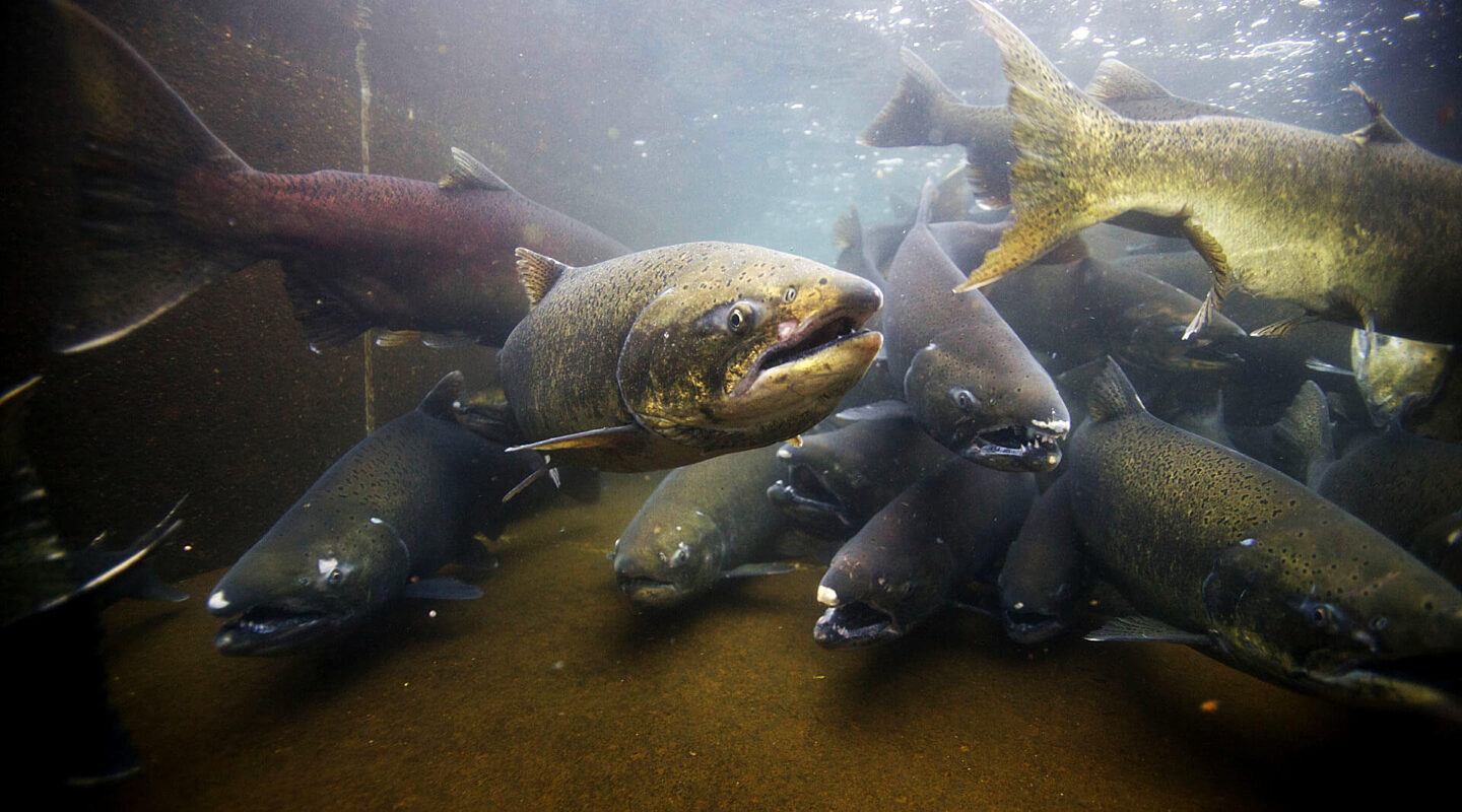 What It Means to be Salmon-Safe | GLY